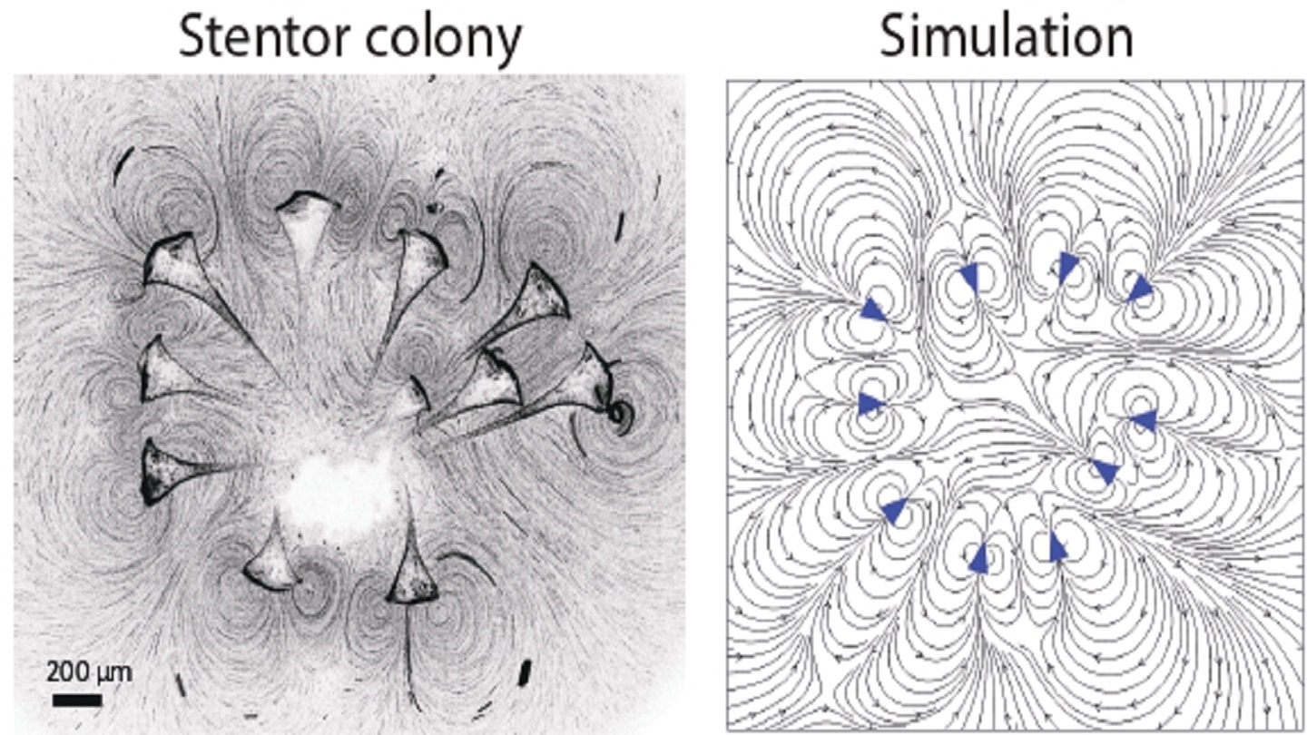 Math Monday: Mathematical Modeling of Creeping Stuff | Kenyon College