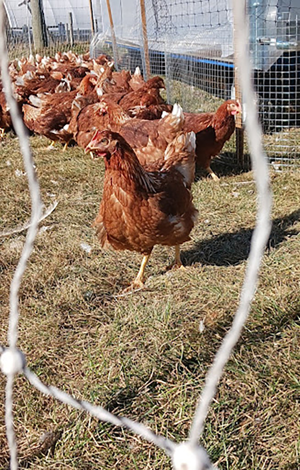 Egg-citing News | Kenyon College