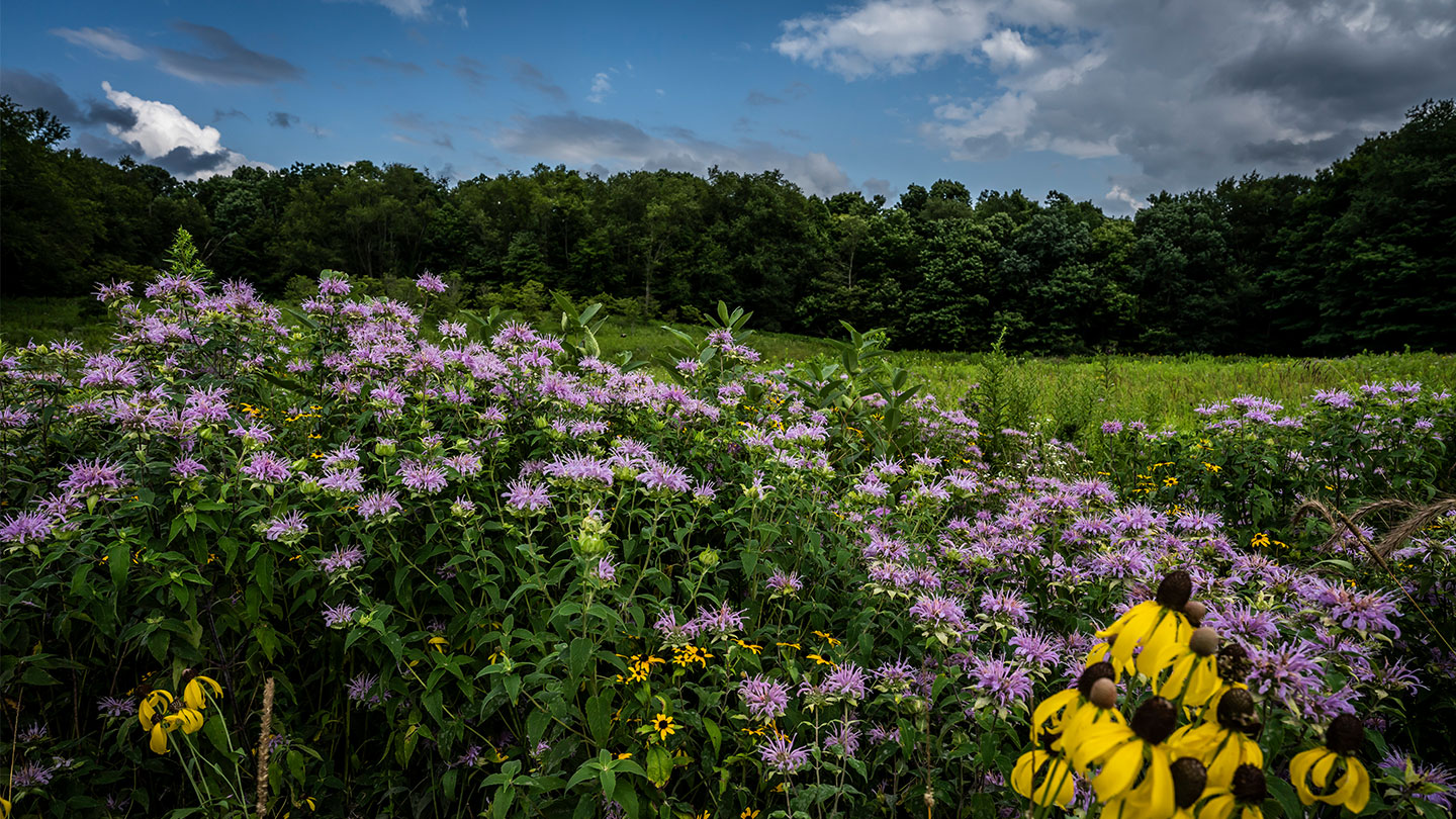 How Does Your Prairie Grow? | Kenyon College