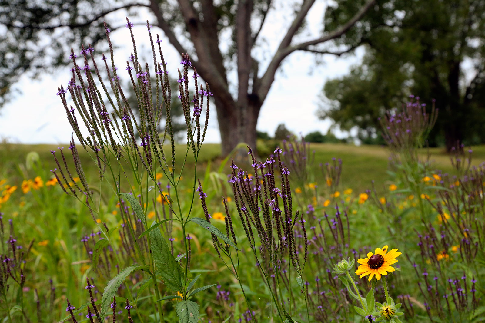 Update from the Kokosing Nature Preserve | Kenyon College