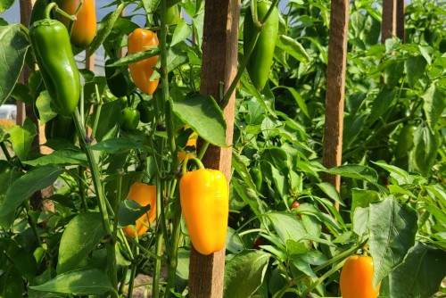 Kenyon Farm | Kenyon College