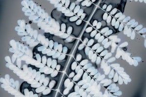 For the Media | Kenyon College