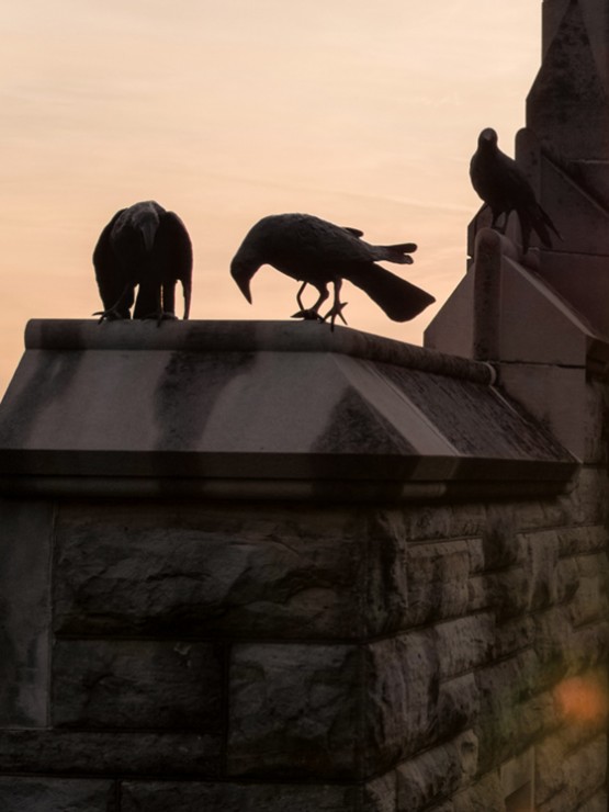 Ask the Dean | Kenyon College